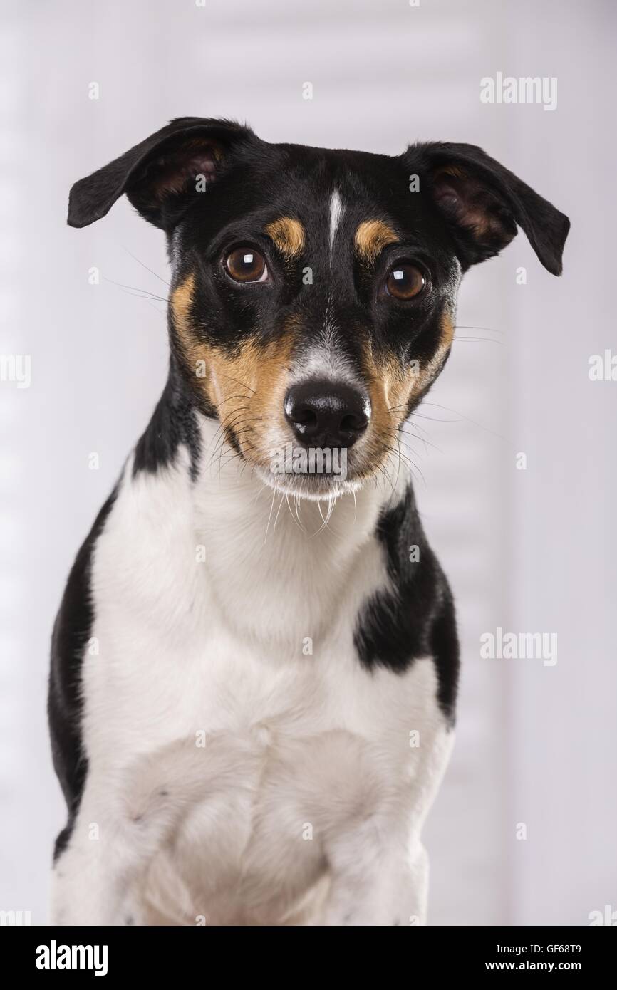 Jack Russell Terrier Portrait Stock Photo - Alamy