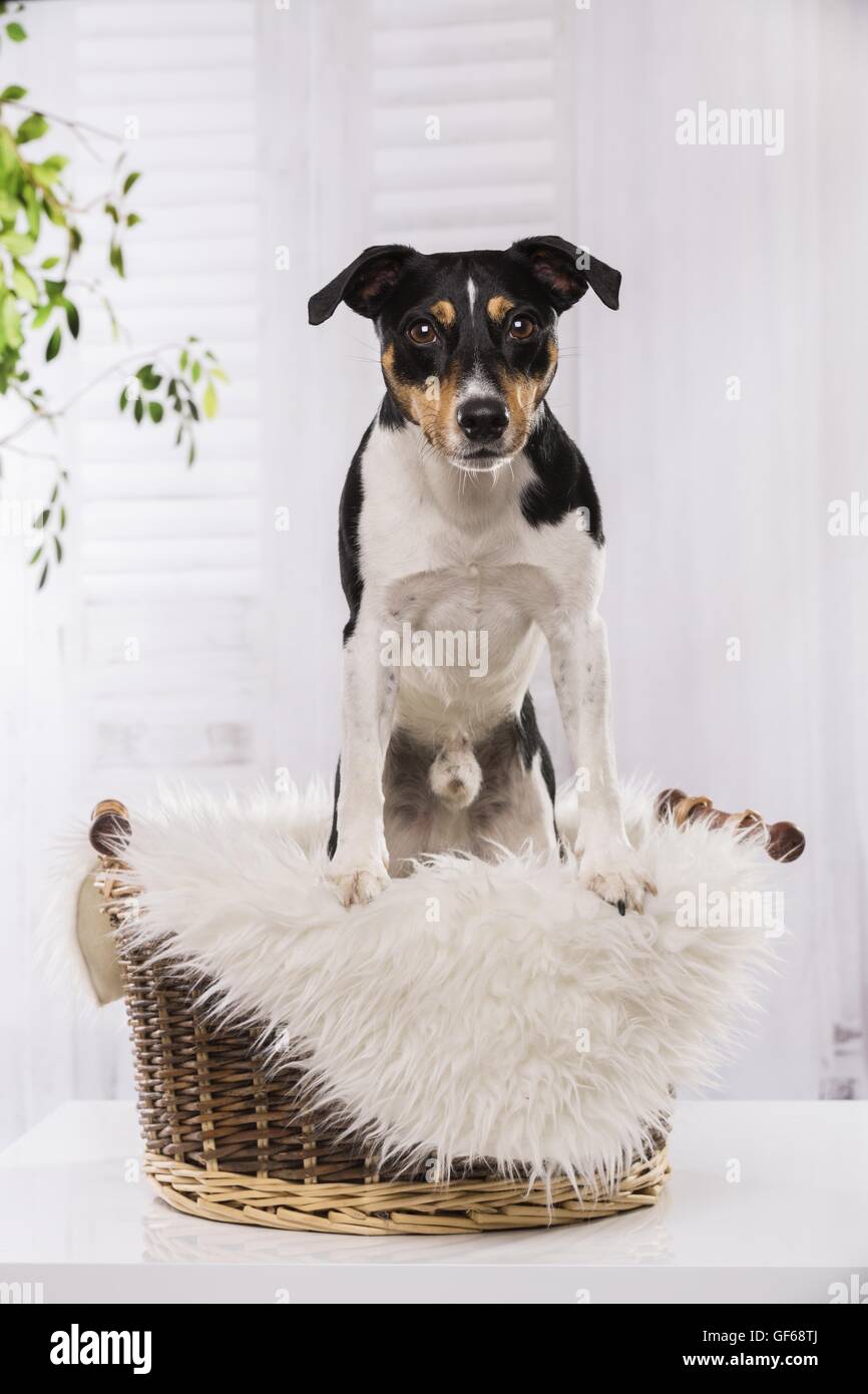 Jack russell dog stands hi-res stock photography and images - Alamy