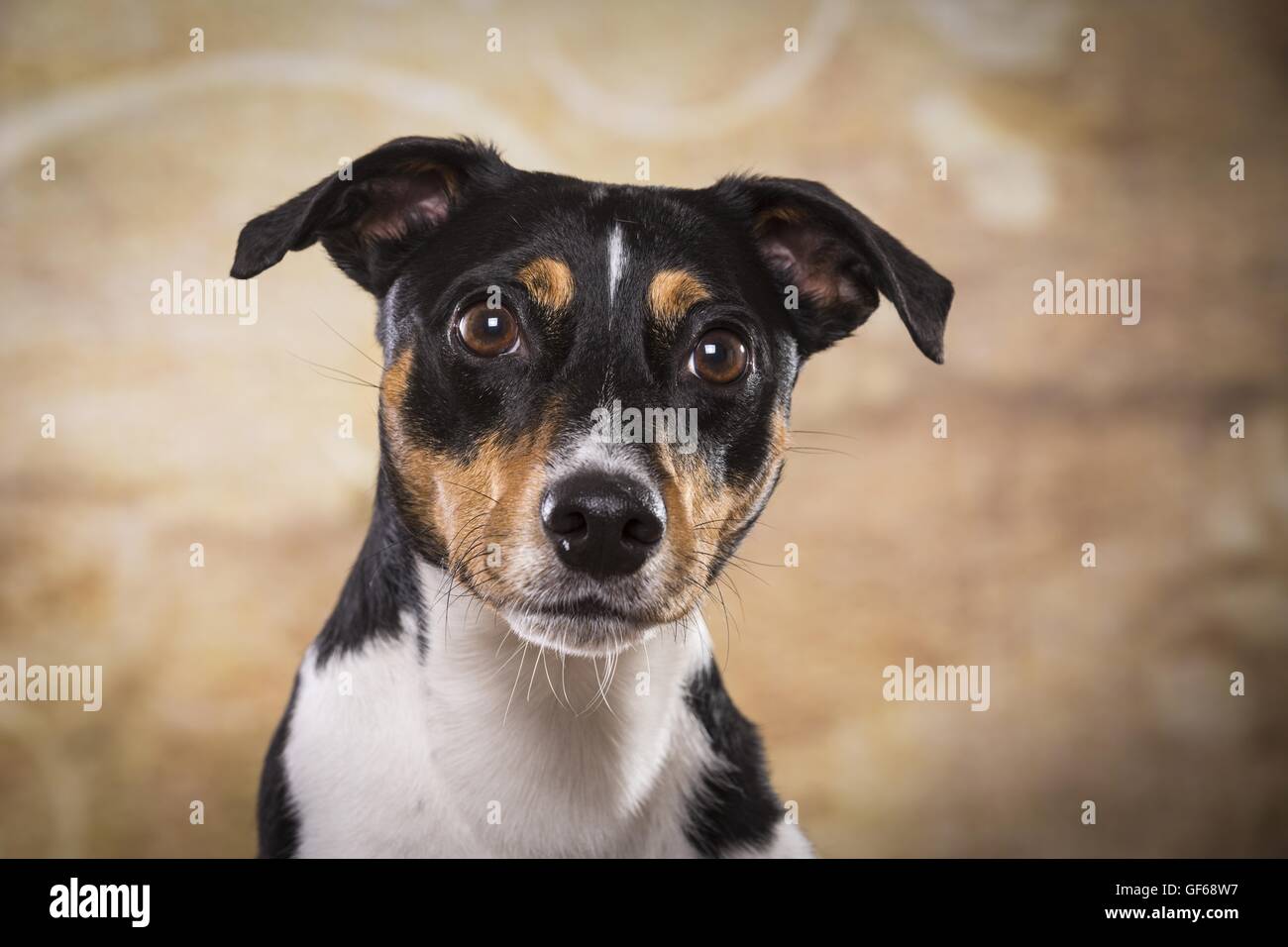 Jack Russell Terrier Portrait Stock Photo - Alamy