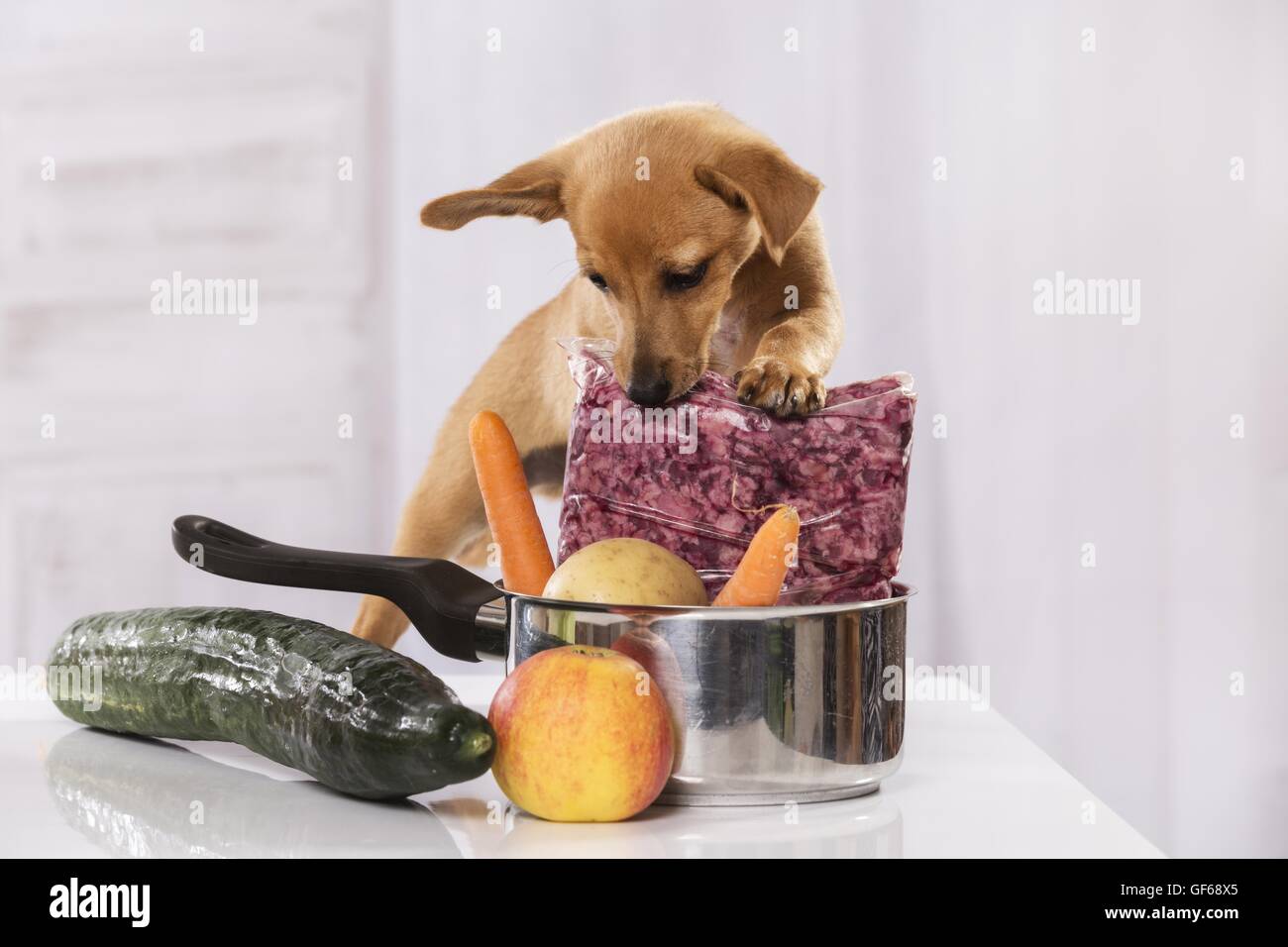 Dog sniffs food feed dog hi-res stock photography and images - Alamy