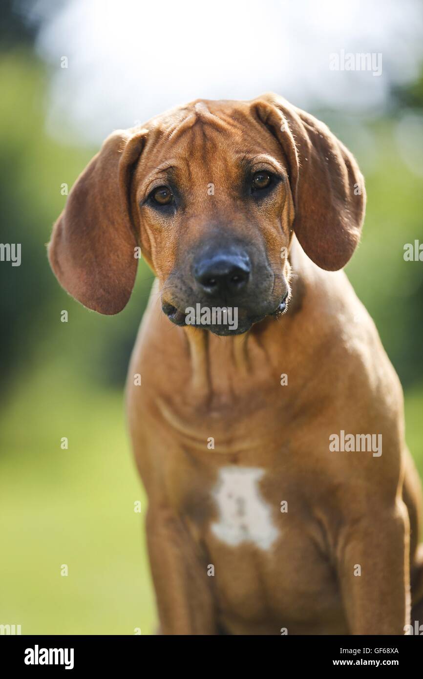 Rhodesian Ridgeback Puppy Stock Photo - Alamy