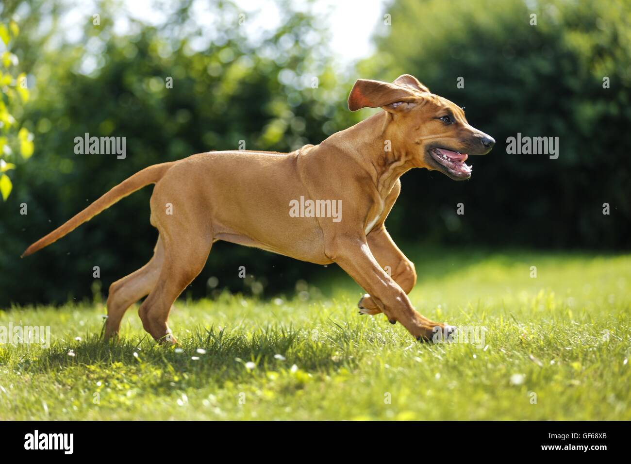 Rhodesian Ridgeback Puppy Stock Photo - Alamy