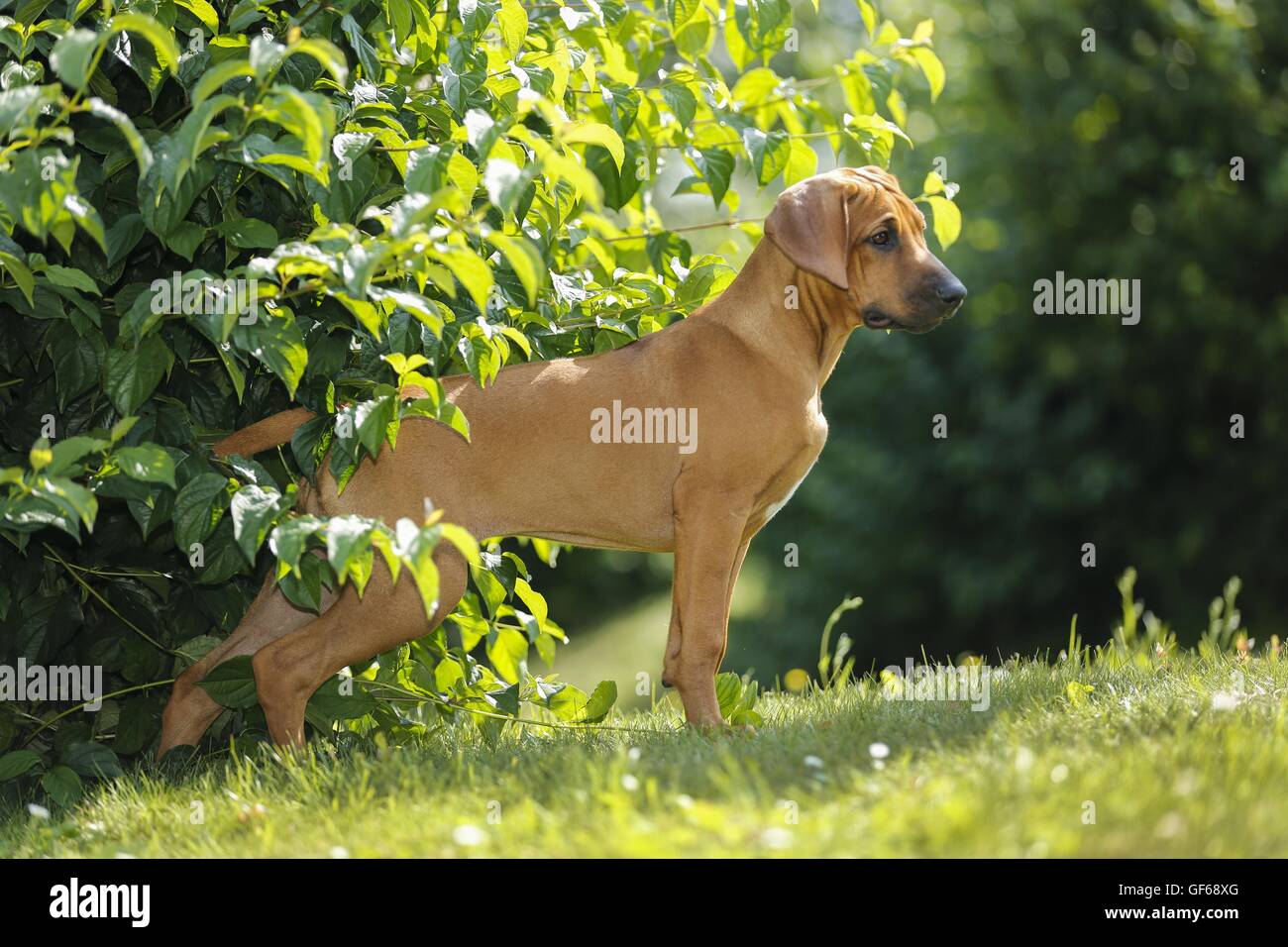 Rhodesian Ridgeback Puppy Stock Photo - Alamy
