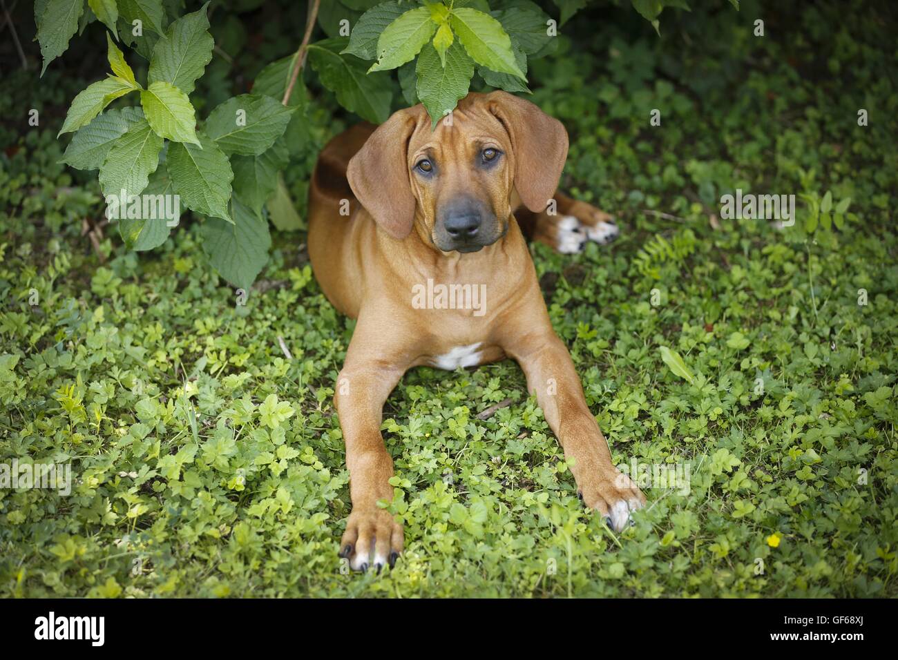 Rhodesian Ridgeback Puppy Stock Photo - Alamy