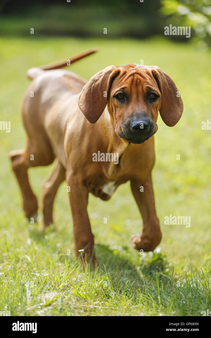Rhodesian Ridgeback Puppy Stock Photo - Alamy