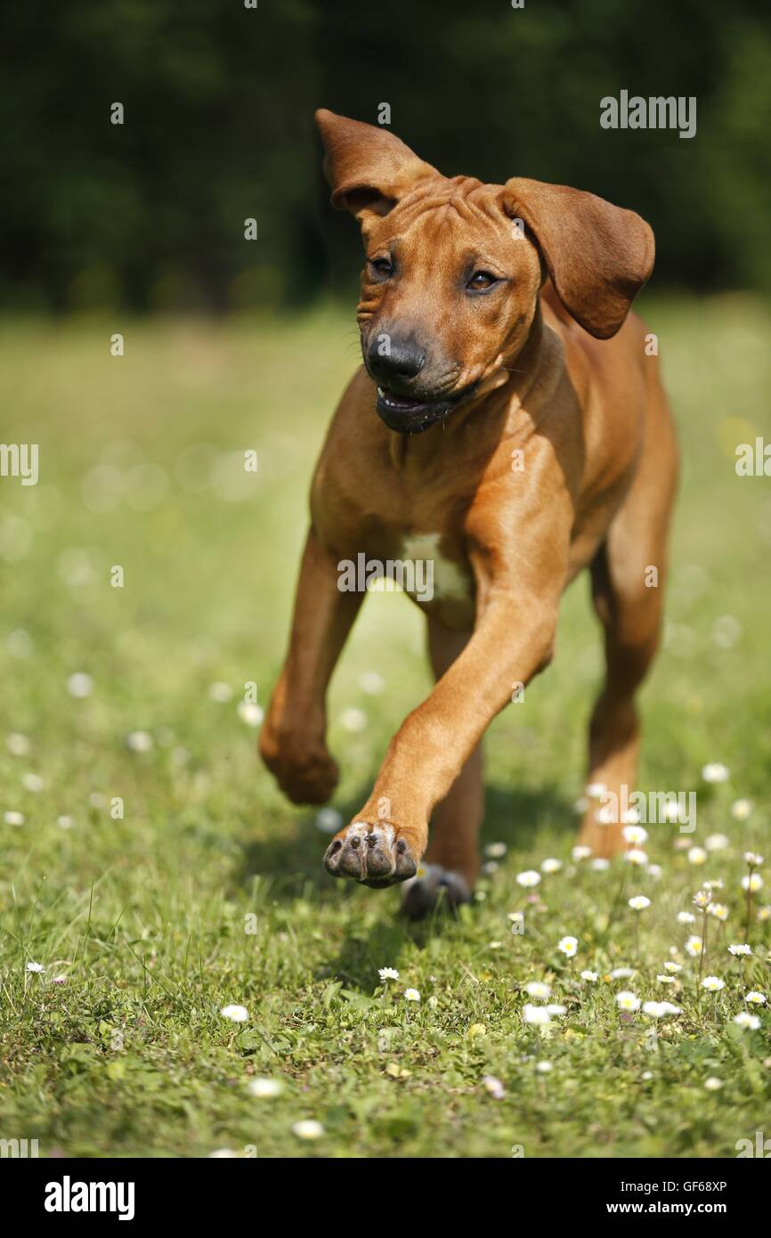Rhodesian Ridgeback Puppy Stock Photo - Alamy