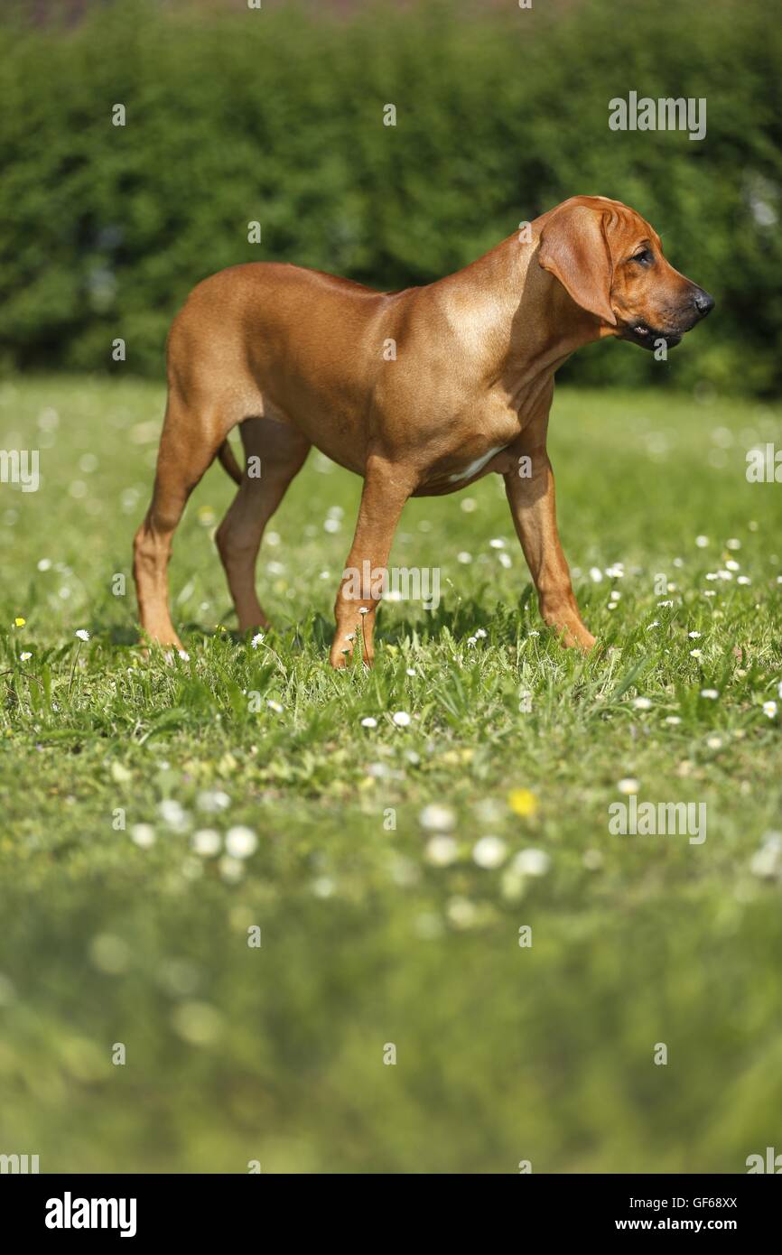 Rhodesian Ridgeback Puppy Stock Photo - Alamy