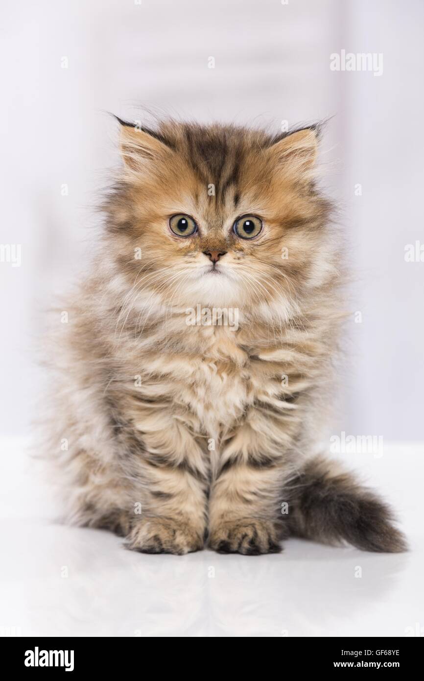 Black persian domestic cat hi-res stock photography and images - Alamy