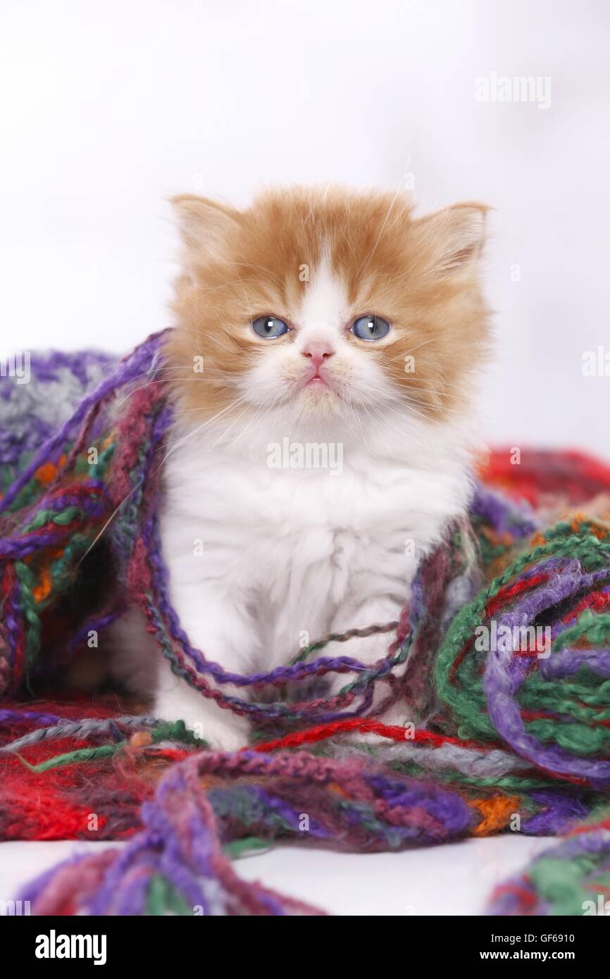 British shorthair highlander kitten hi-res stock photography and images ...