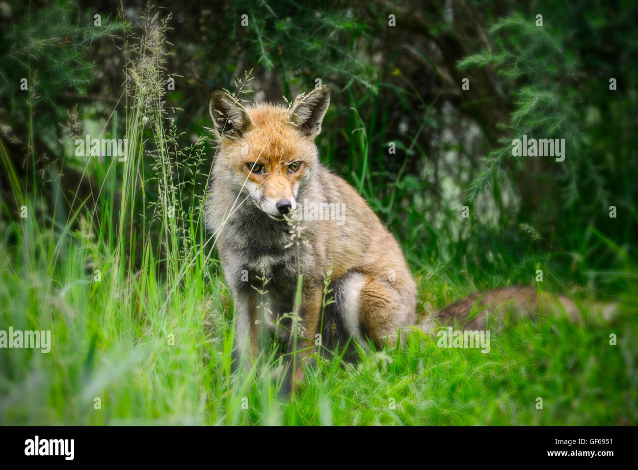 Beautiful male fox in long lush green grass of Summer field Stock Photo ...
