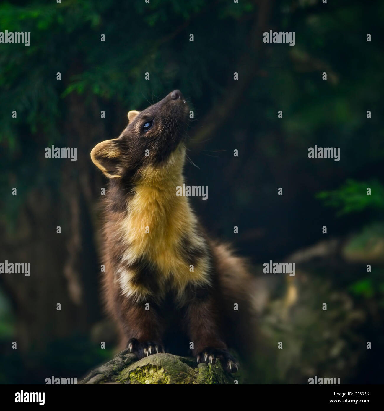 Pinemartin hi-res stock photography and images - Alamy