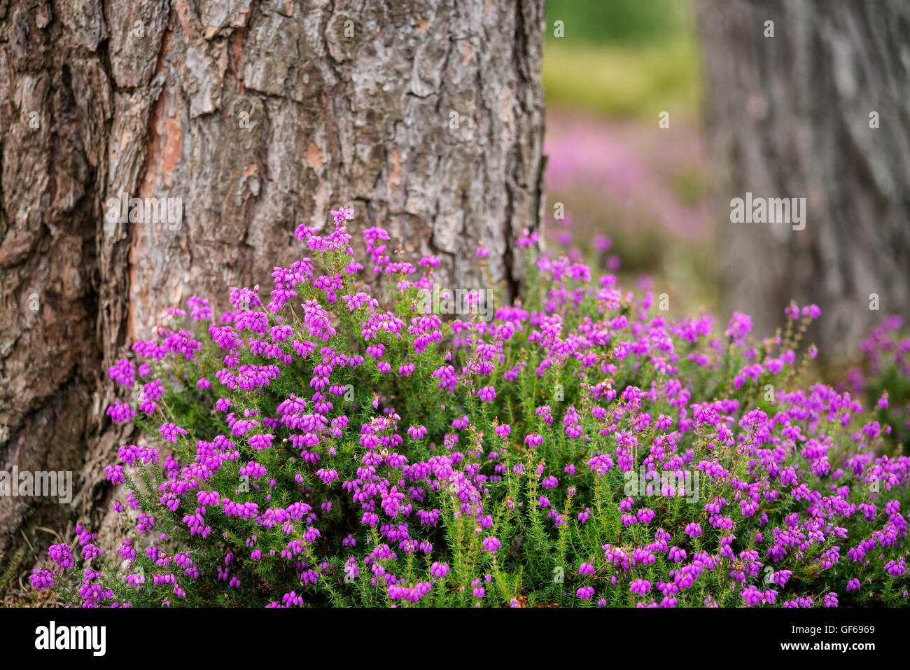 Vibrant image of heather erica in forest with shallow depth of field ...