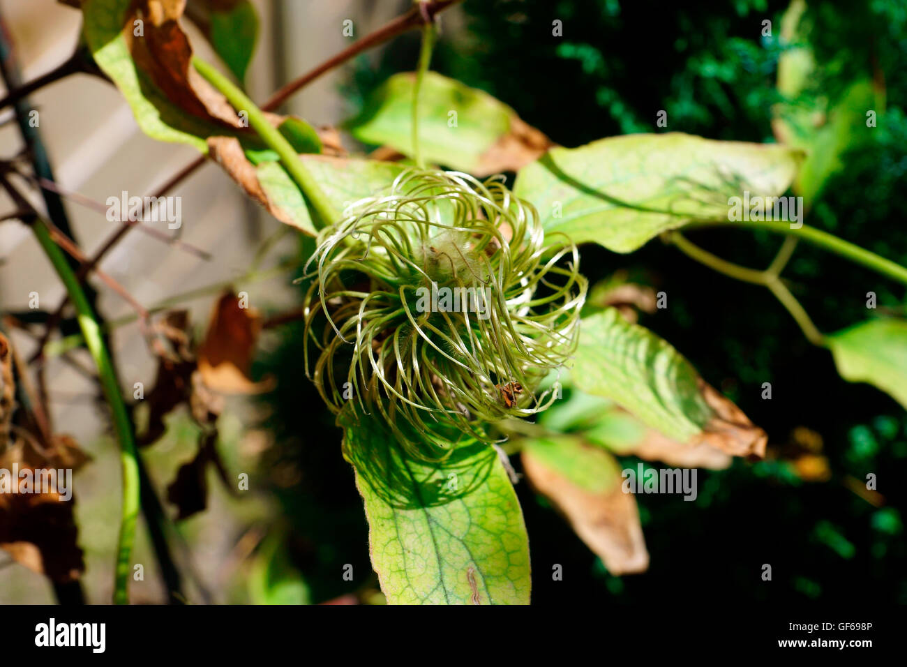CLEMATIS AFTER FLOWER Stock Photo - Alamy