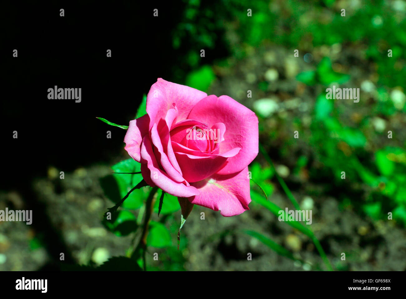 PINK ROSE BLOOMING Stock Photo - Alamy
