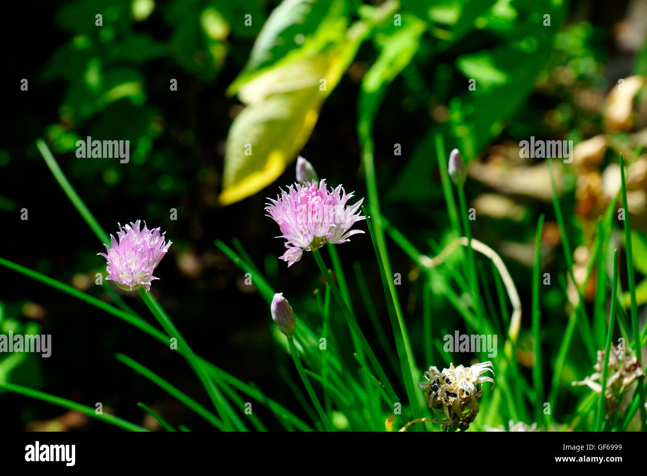 CHIVES IN FLOWER Stock Photo - Alamy