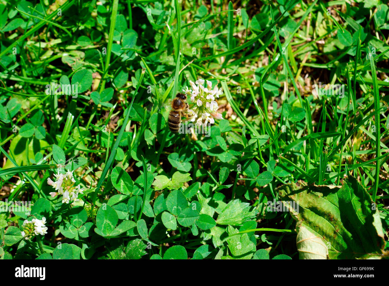 Beehives clover hi-res stock photography and images - Alamy