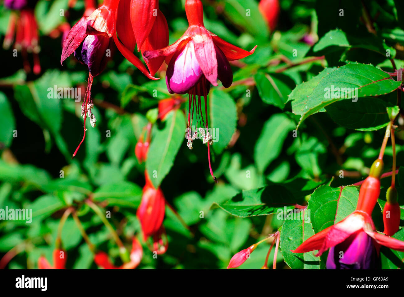 Popple family hi-res stock photography and images - Alamy