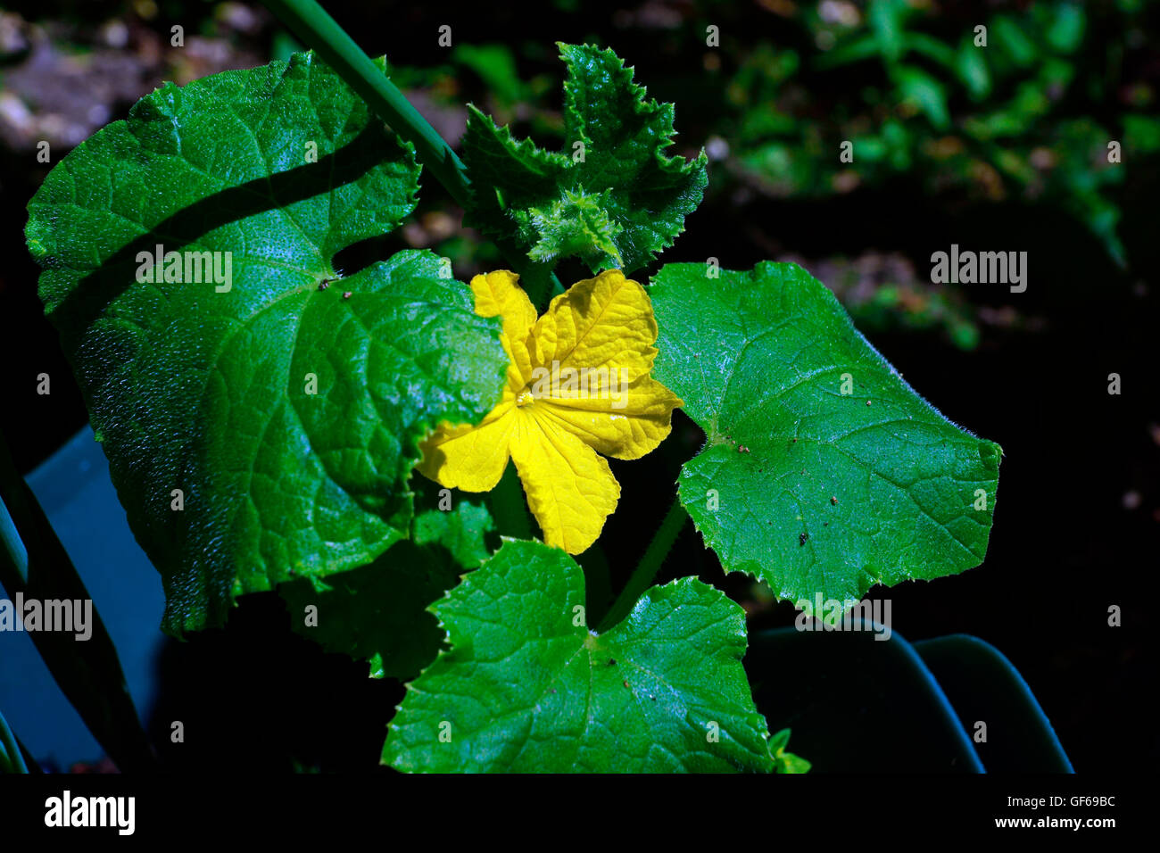 CUCUMBER IN FLOWER Stock Photo - Alamy