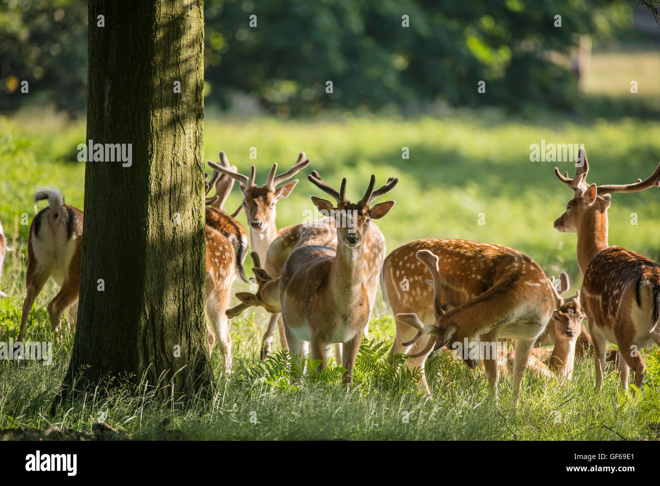 Group of young stags hi-res stock photography and images - Alamy