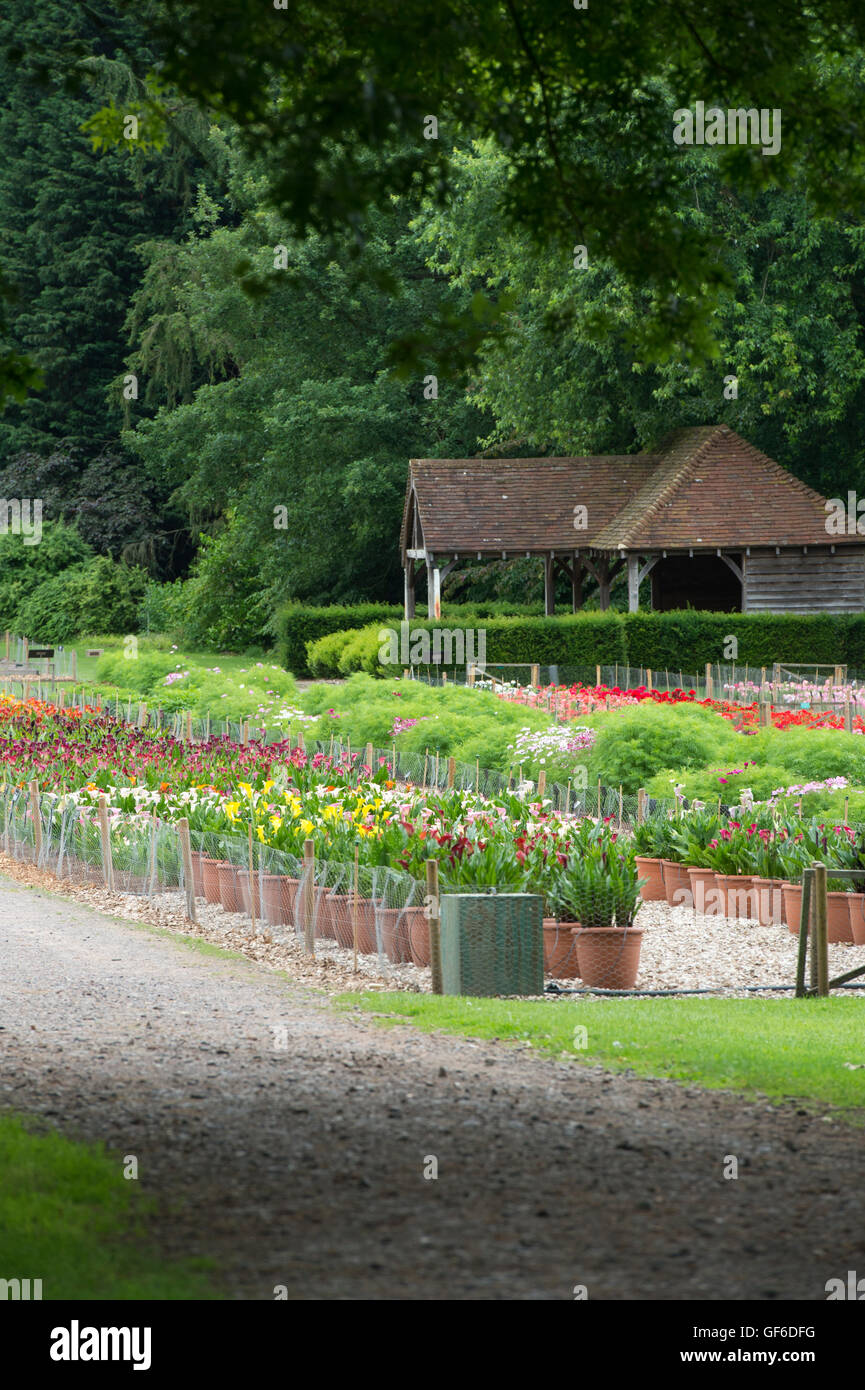 RHS Wisley Gardens Trial Field. Surrey, UK Stock Photo - Alamy