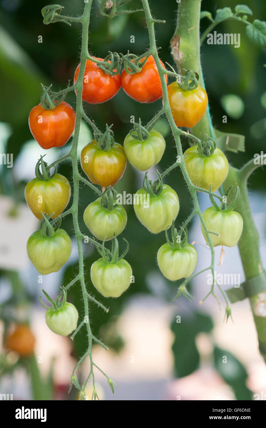 Tomato berry f1 hybrid hi-res stock photography and images - Alamy
