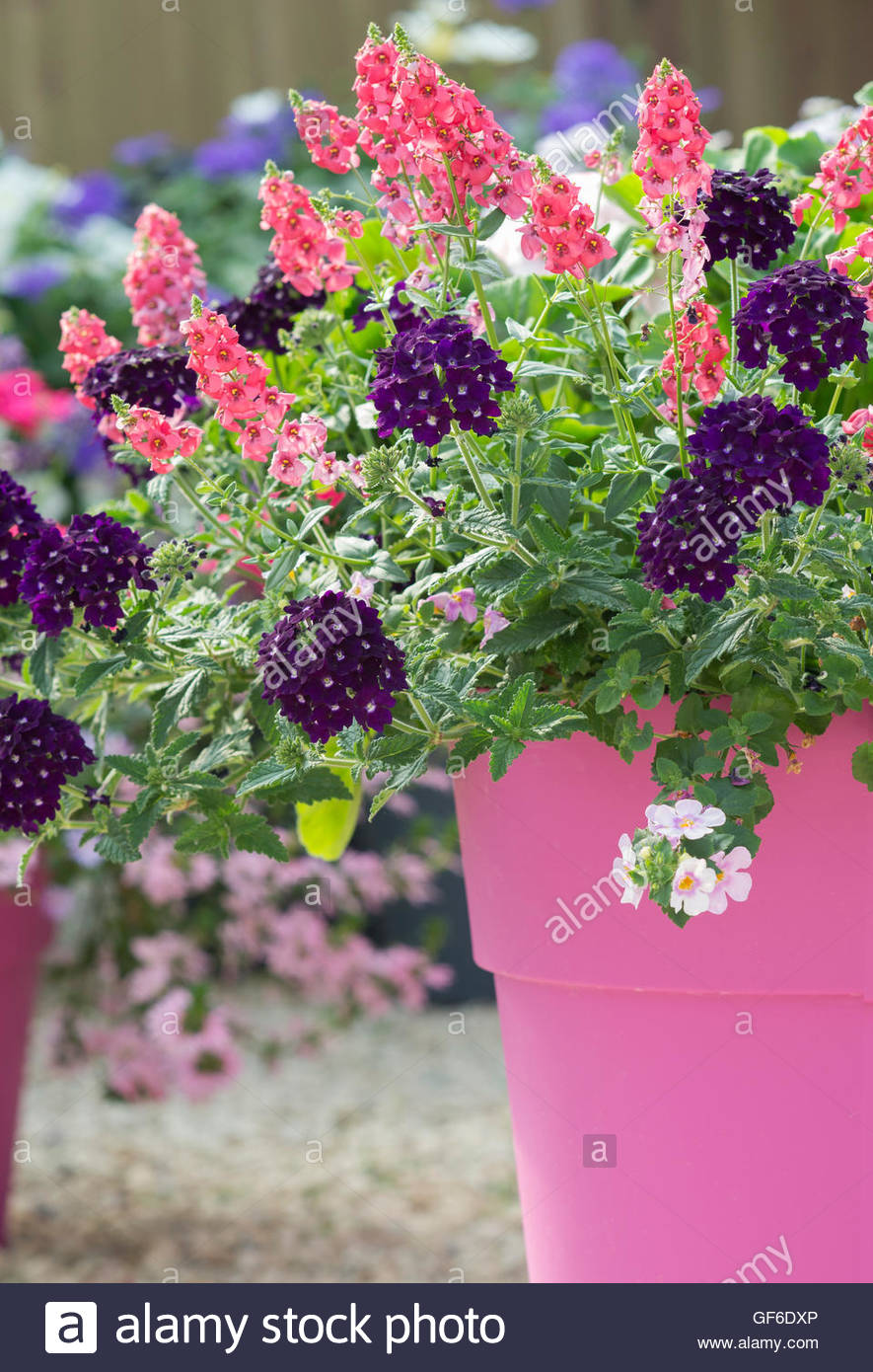 Angelonia Stock Photos & Angelonia Stock Images - Alamy