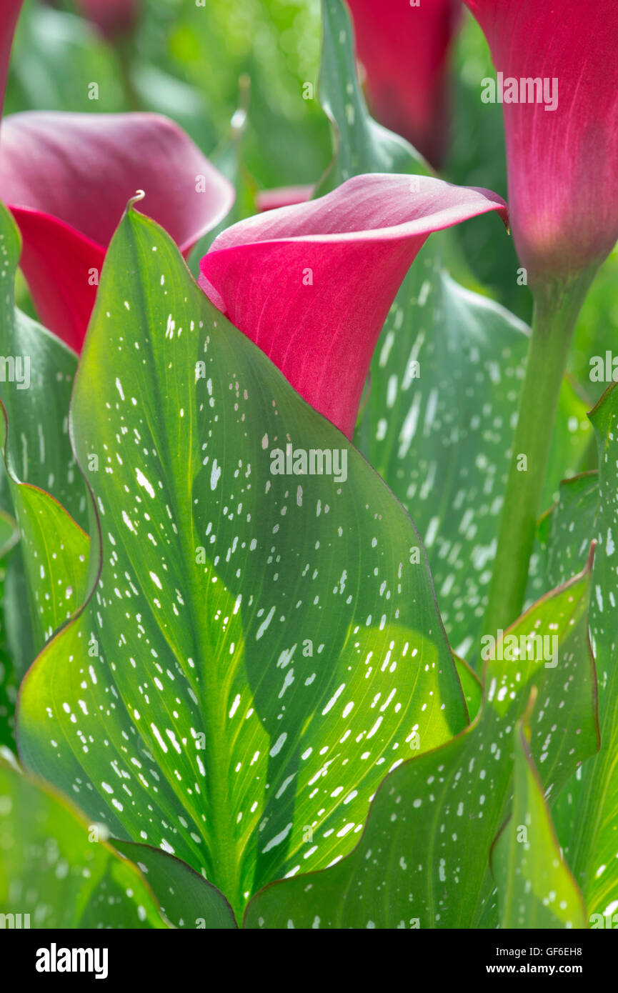Zantedeschia Captain Sidney. Calla lily / Arum lily Stock Photo - Alamy