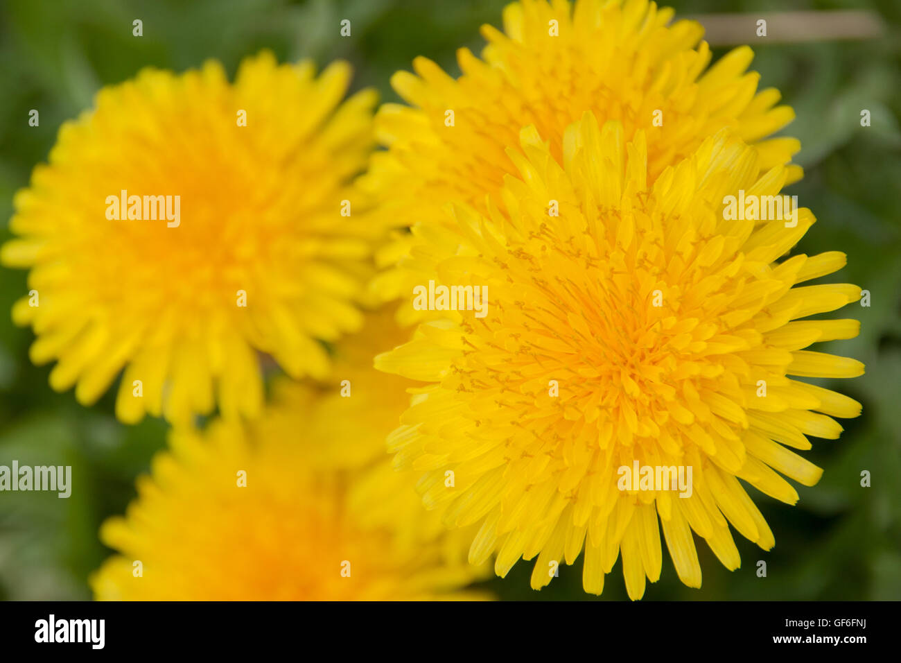 Dandelion in full bloom Stock Photo - Alamy