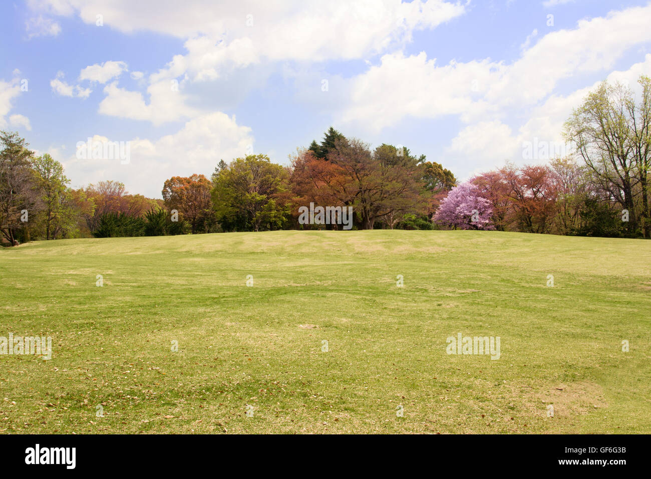 Empty green lawn field with colorful trees Stock Photo - Alamy