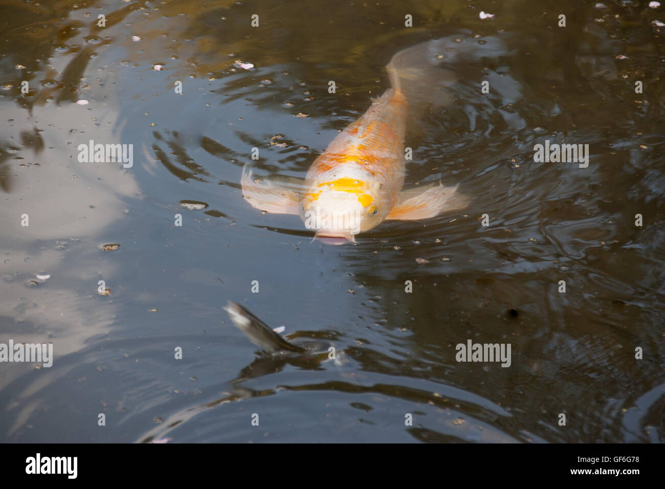 Orange and black koi carp hi-res stock photography and images - Alamy
