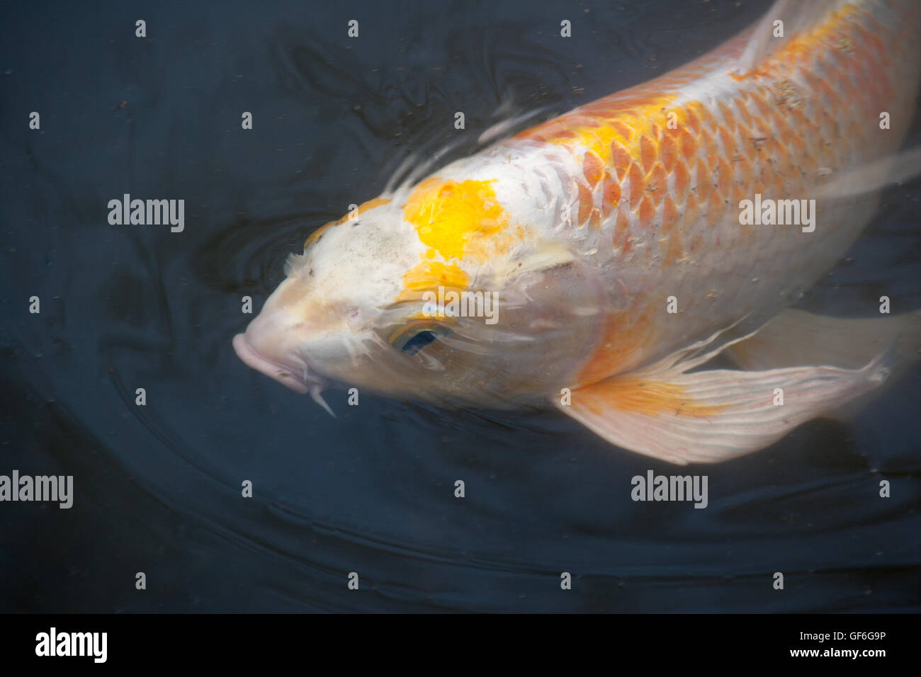Orange and black koi carp hi-res stock photography and images - Alamy