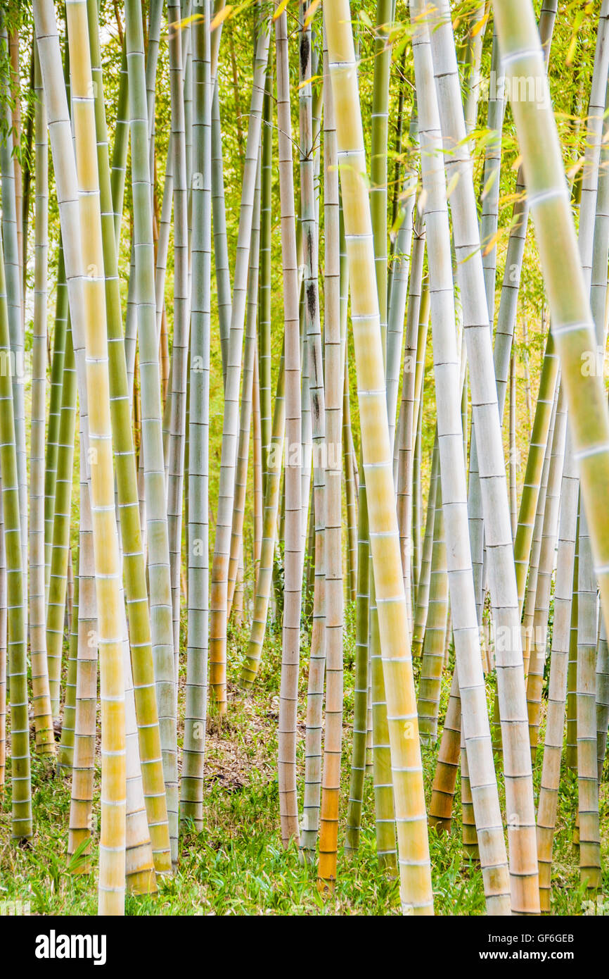 Golden bamboo hi-res stock photography and images - Alamy