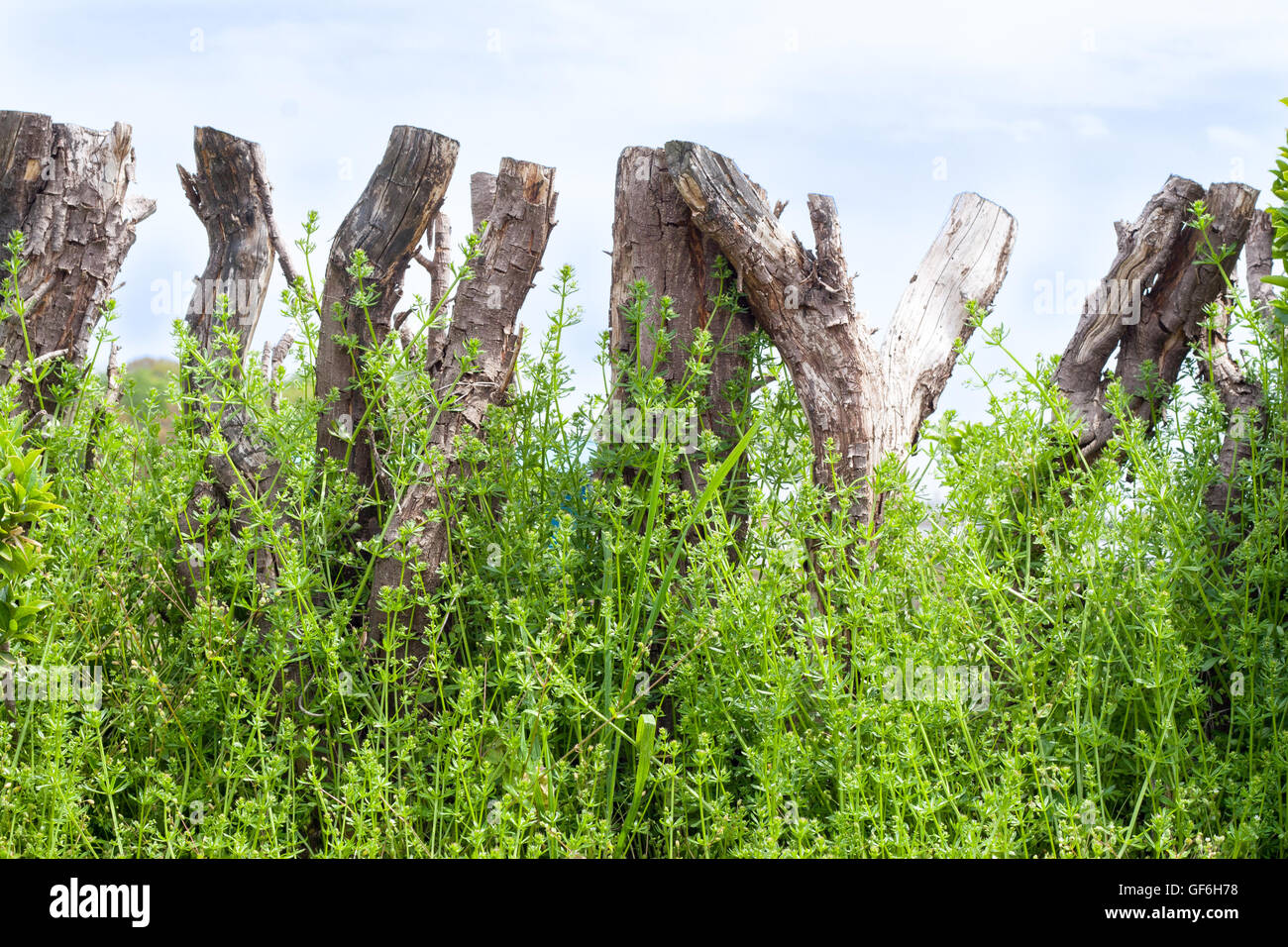 Wooden palisade tangled weeds hi-res stock photography and images - Alamy