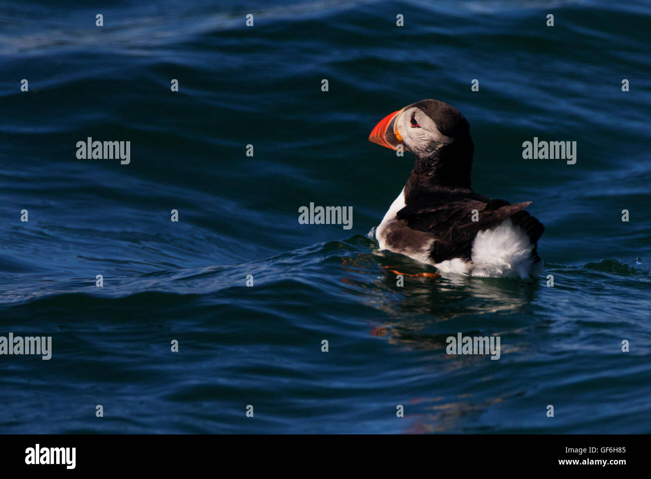 Atlantic Puffin Swimming High Resolution Stock Photography and Images ...