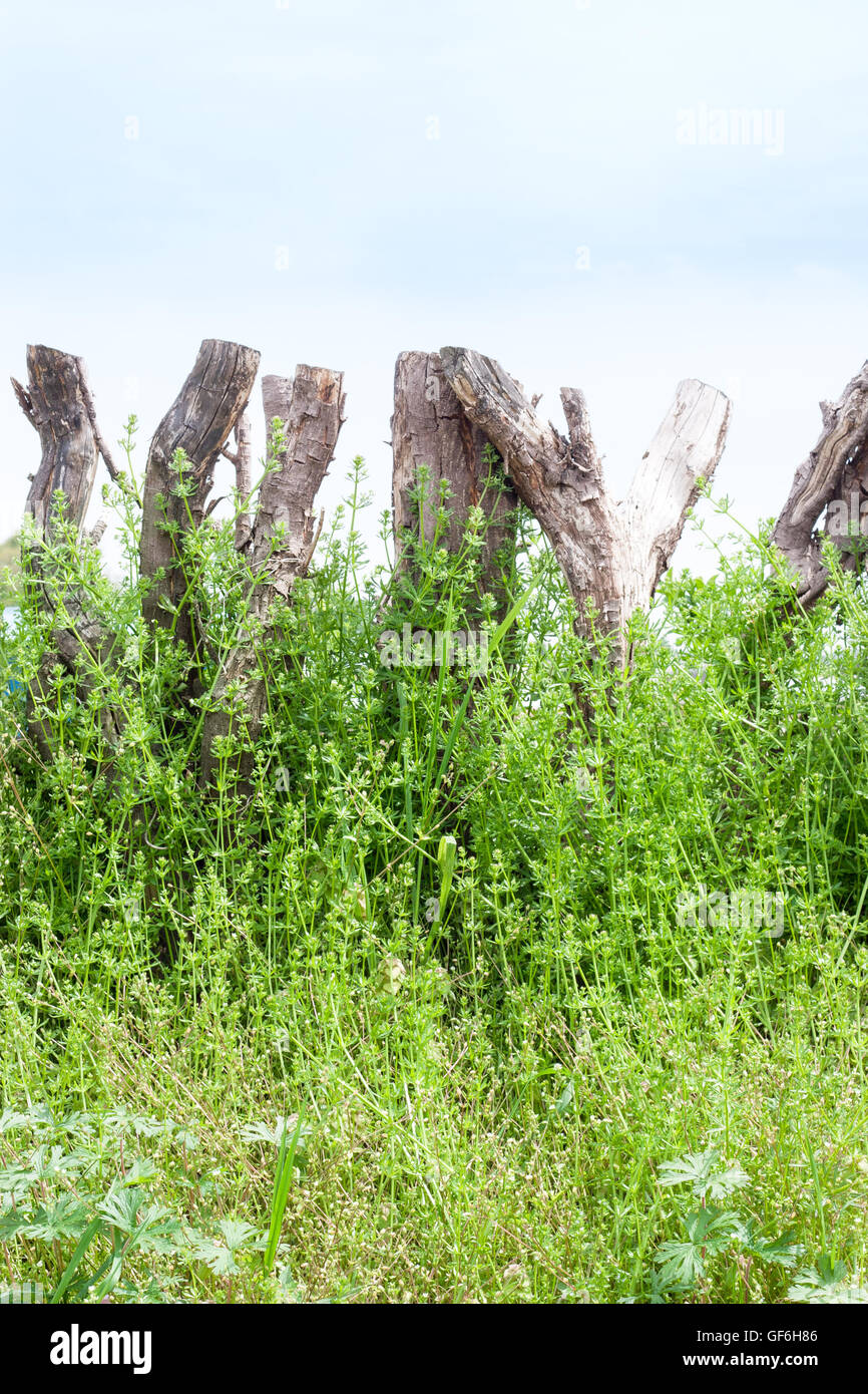 Wooden palisade tangled by weeds Stock Photo - Alamy