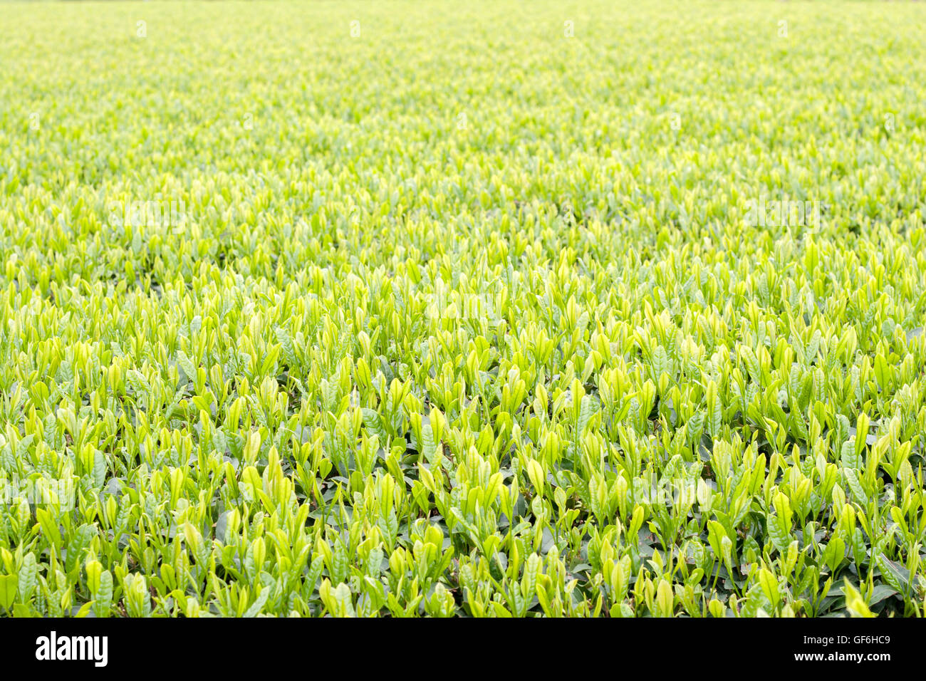 Japanese green tea farm Stock Photo - Alamy