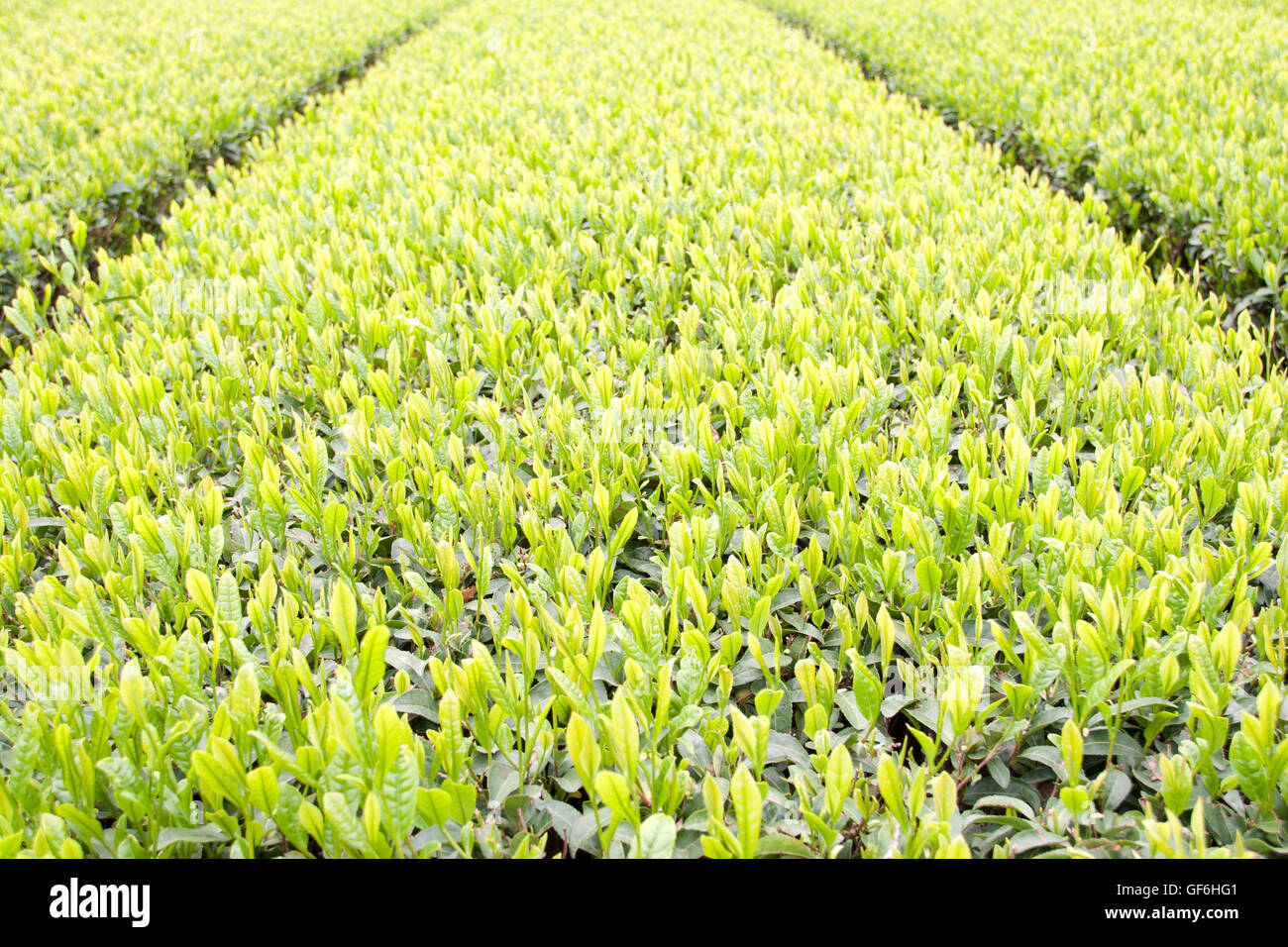 Japanese green tea farm Stock Photo - Alamy