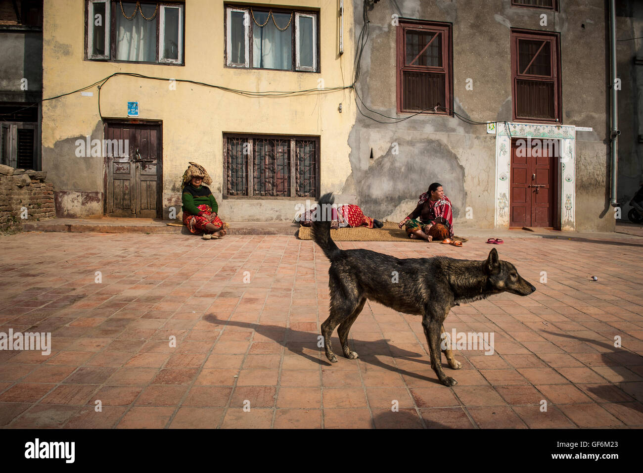 Nepal animal dog canine hi-res stock photography and images - Alamy