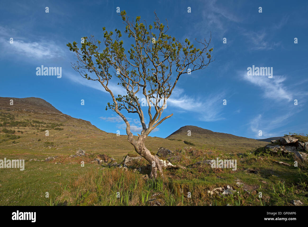 Bananas tree ferns hi-res stock photography and images - Alamy