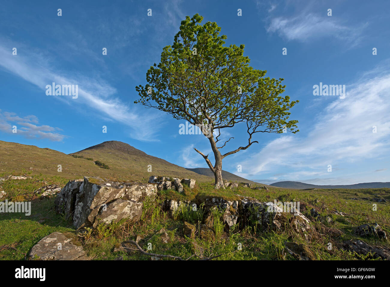 A lonely oak tree surviving on a hillside on the Isle of Mull, Argyll ...