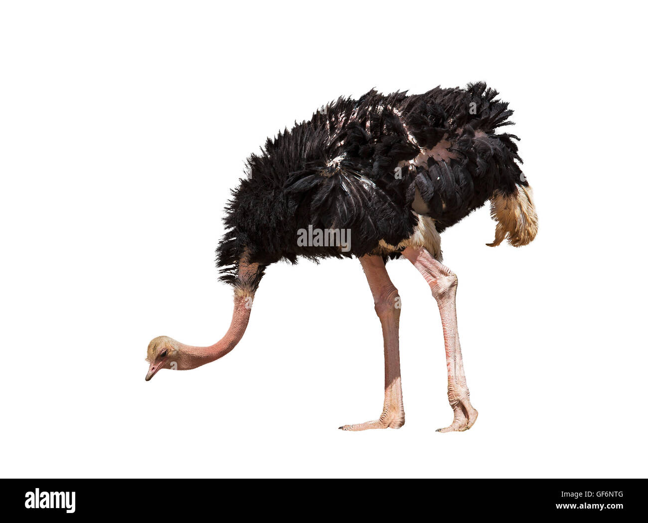 beautiful ostrich isolated on a white background Stock Photo - Alamy