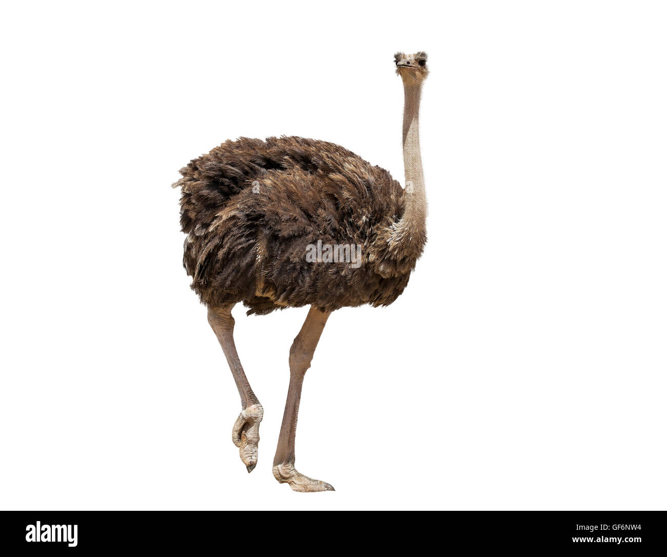 beautiful ostrich isolated on a white background Stock Photo - Alamy