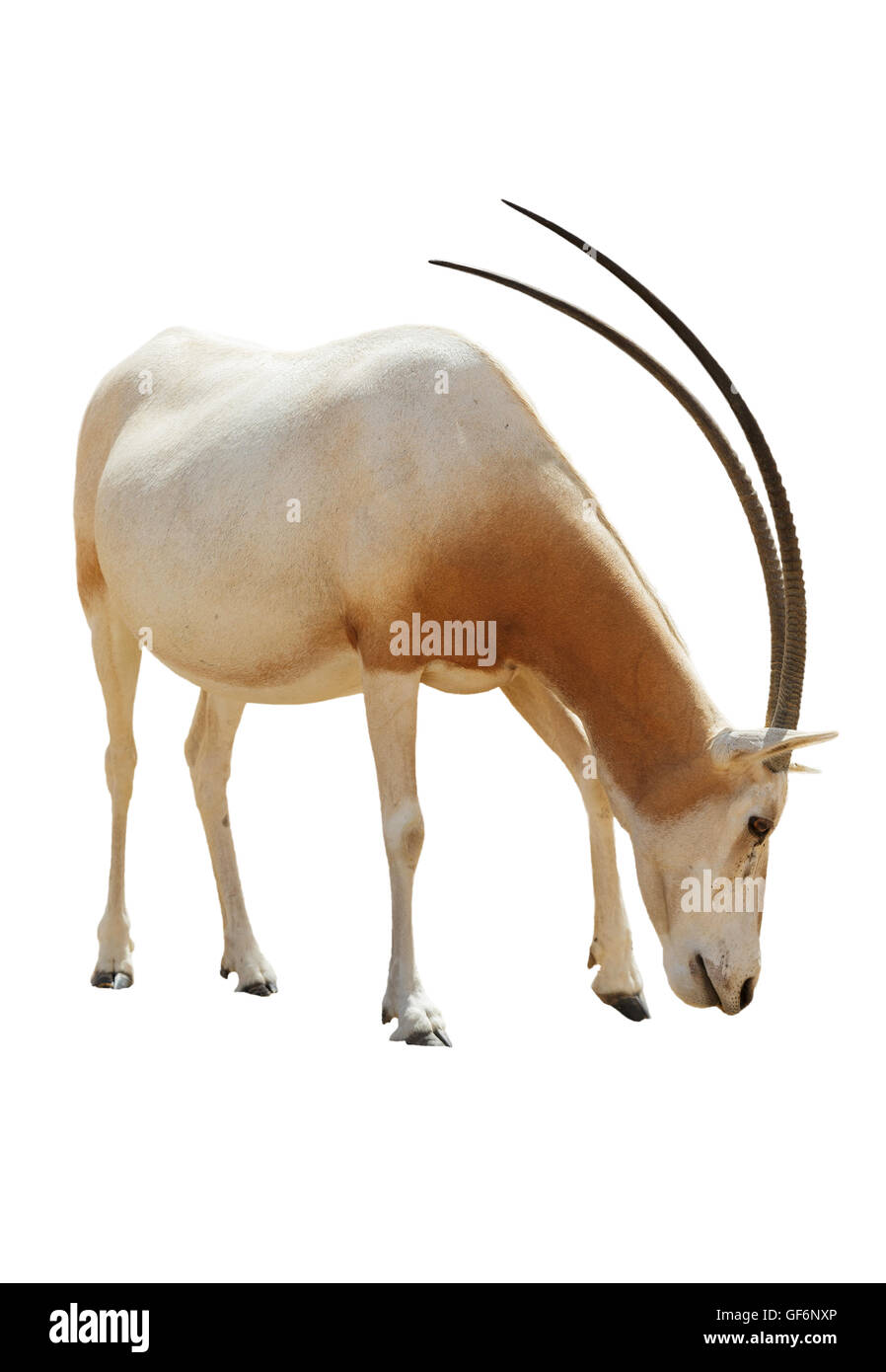 Beautiful Addax isolated on white background Stock Photo - Alamy