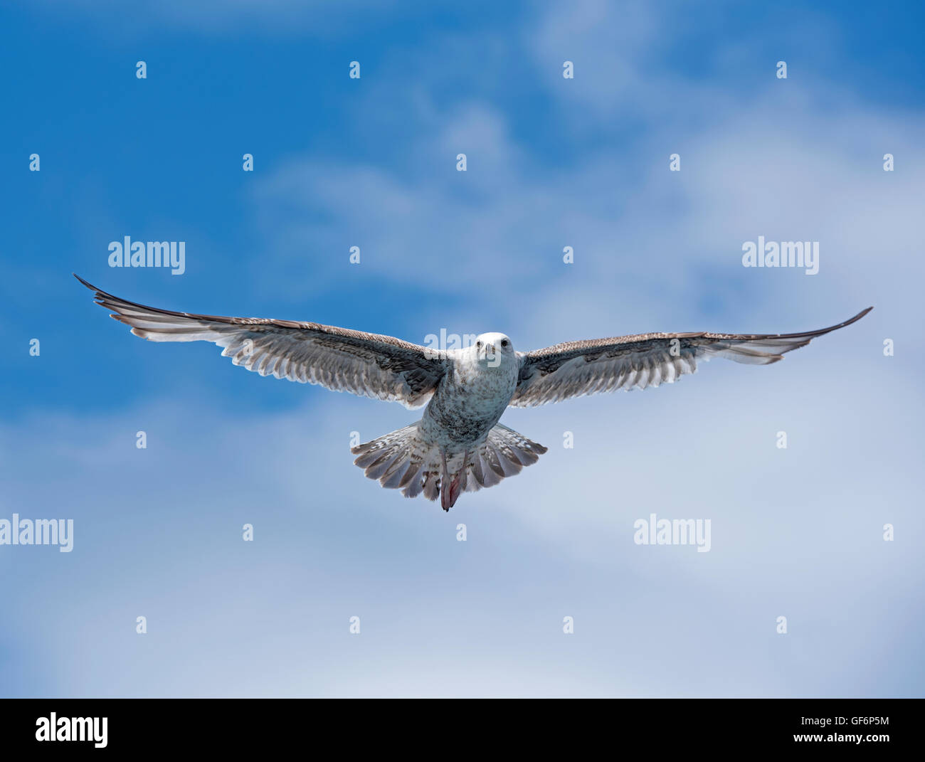 Red spot gulls hi-res stock photography and images - Alamy
