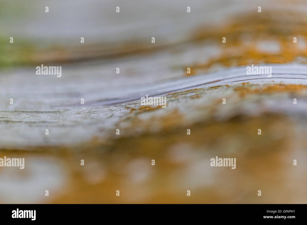 Conifer and silver birch hi-res stock photography and images - Alamy