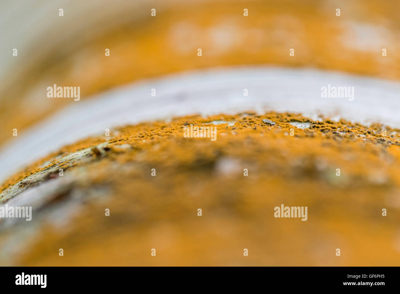 Conifer And Silver Birch High Resolution Stock Photography and Images ...