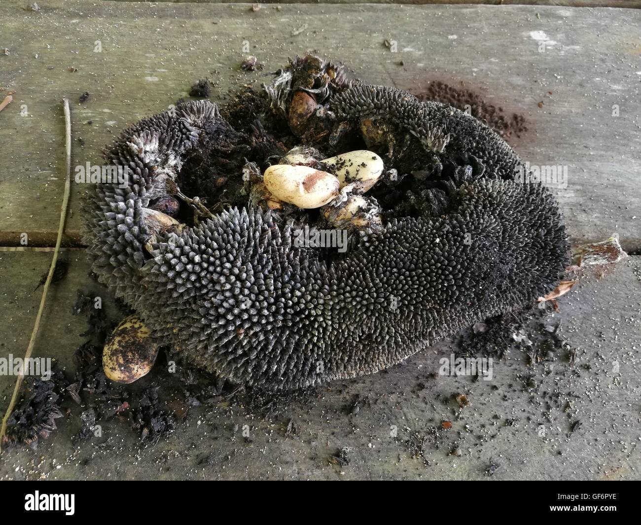 Rotten jackfruit hi-res stock photography and images - Alamy