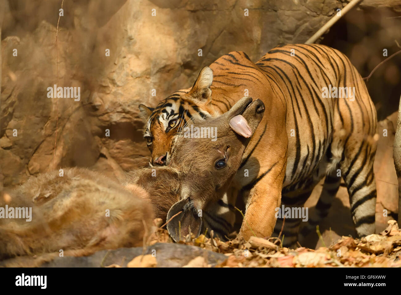 Wild Bengal tiger killing a Sambar deer in Ranthambhore national park ...