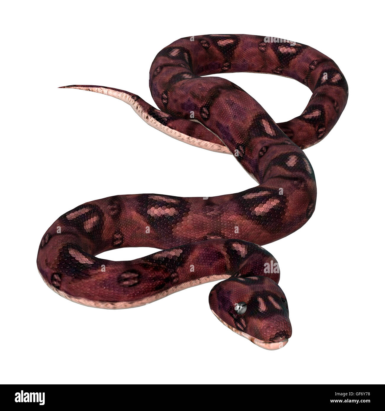 3D rendering of an anaconda snake isolated on white background Stock ...