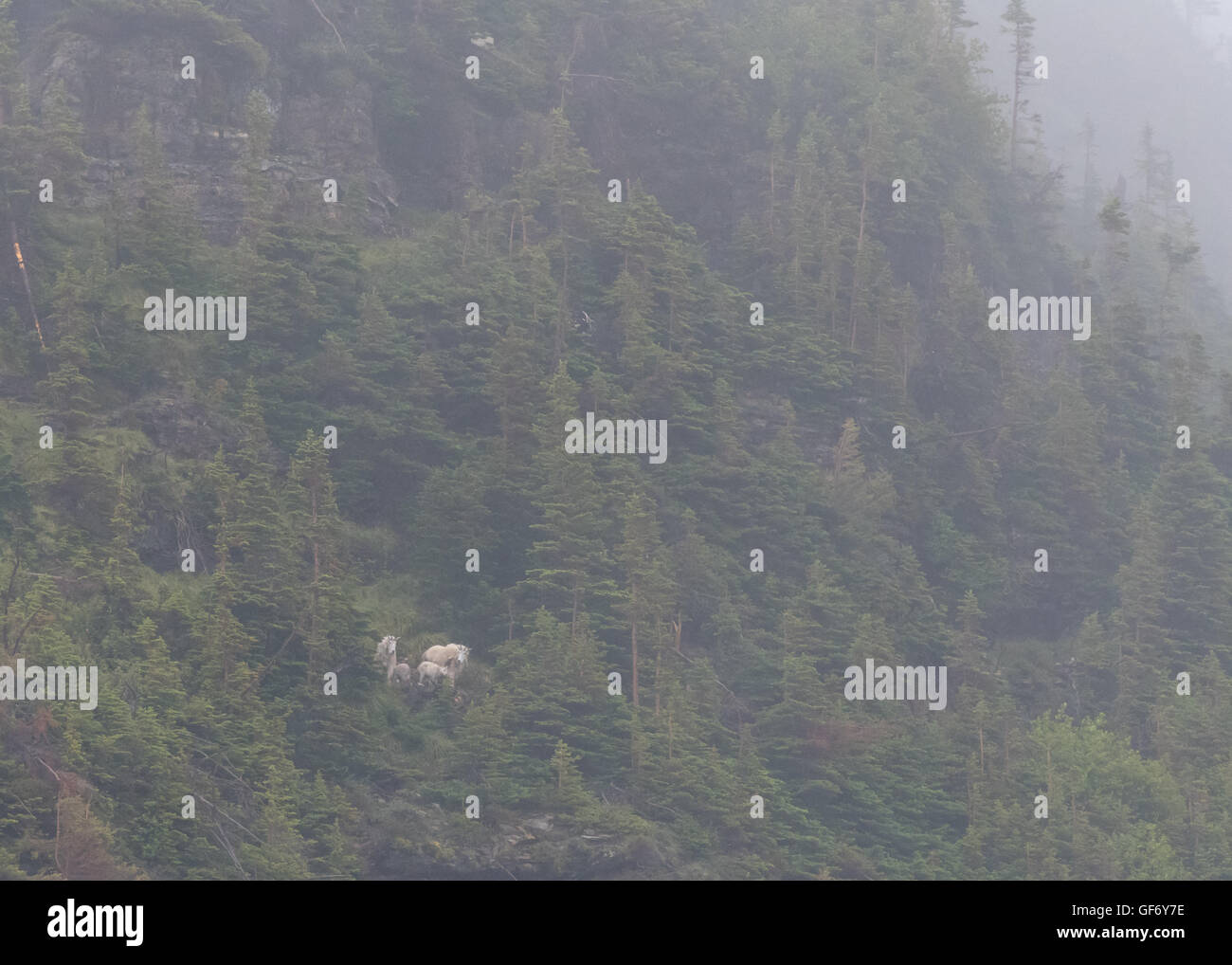 Family of Mountain Goats Look Toward Camera from Foggy Cliff Above ...